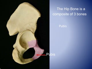 Hip bone part 1 | PPTX