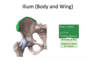 Hip bones | PPTX