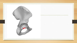Hip complex Biomechanics | PPTX