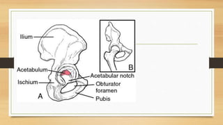 Hip complex Biomechanics | PPTX