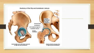 Hip complex Biomechanics | PPTX