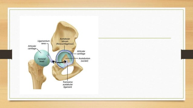 Hip complex Biomechanics | PPTX