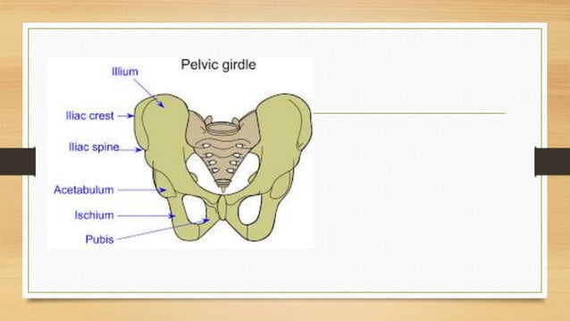 Hip complex Biomechanics | PPTX