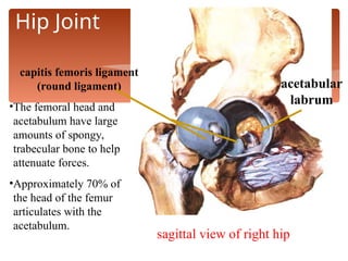 Hip & Developmental Dysplasia of Hip.ppt