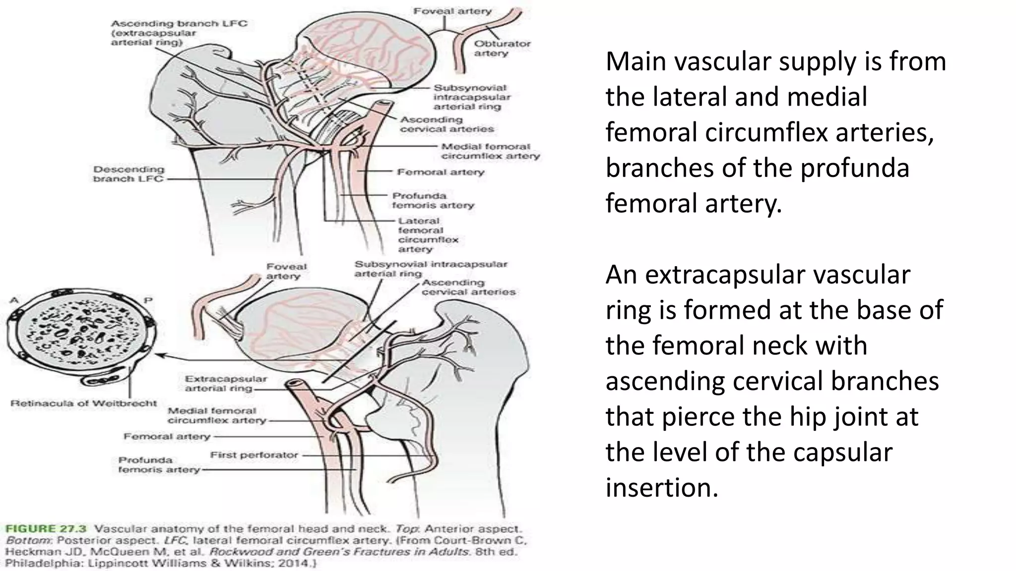 Hip dislocation | PPTX