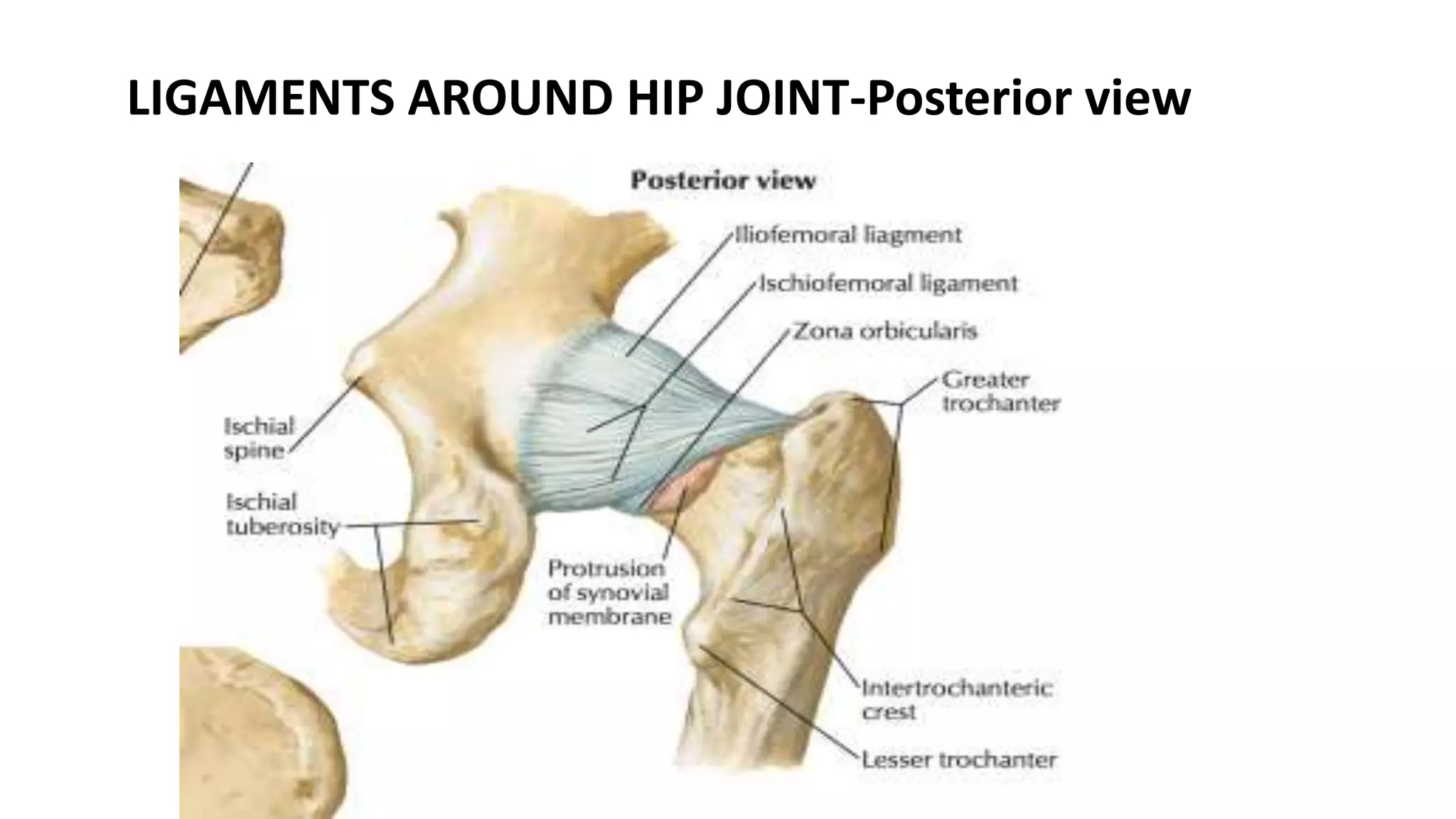 Hip dislocation | PPTX