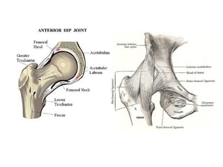 Hip Dislocation Management | PPT