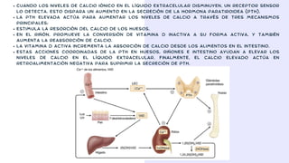 HIPERCALCEMIA E HIPOCALCEMIA y metabólismo del calcio | PDF
