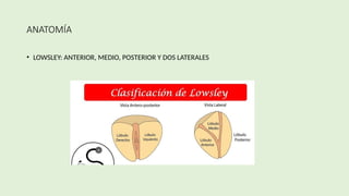 HIPERPLASIA BENIGNA DE PROSTATA actualizado.pptx