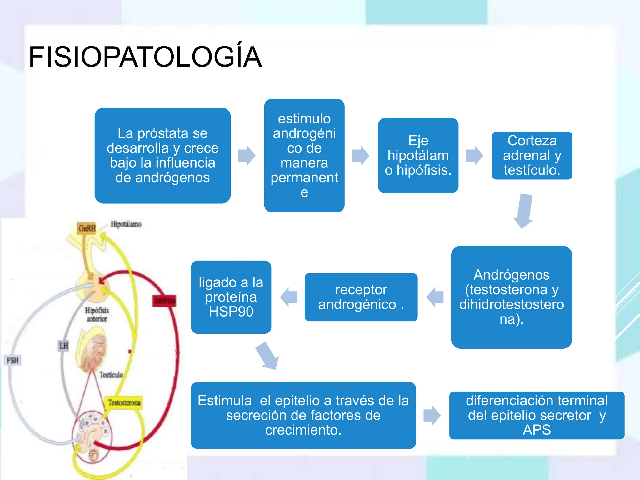 Que es la hiperplasia prostatica benigna.pptx