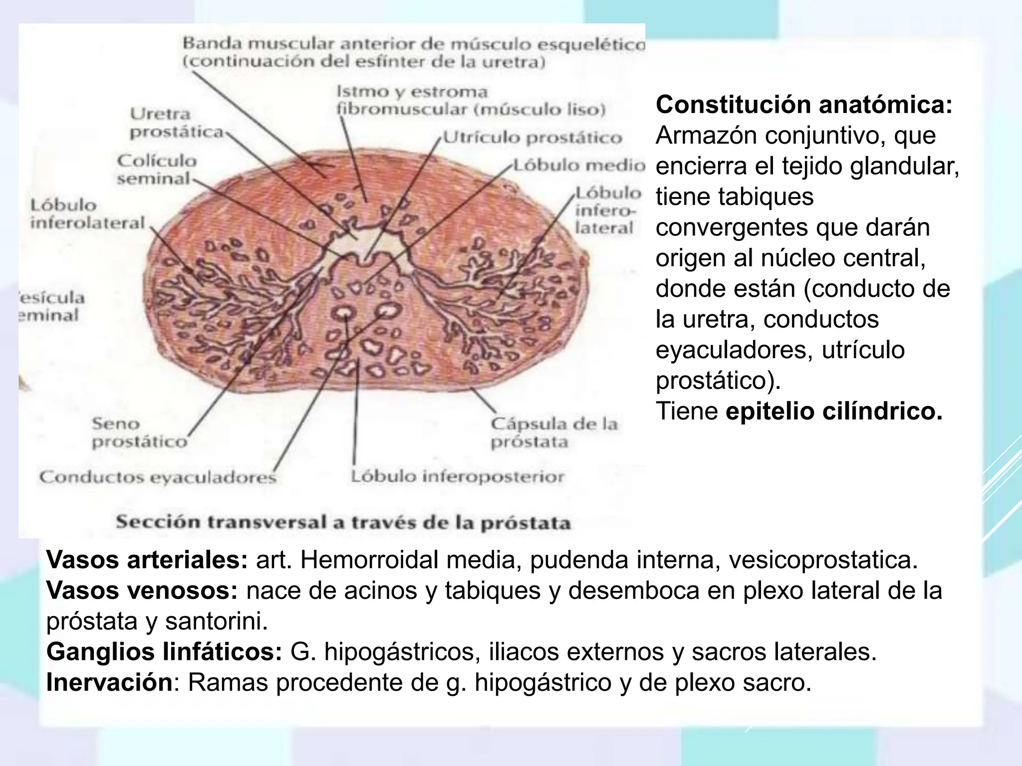Que es la hiperplasia prostatica benigna.pptx