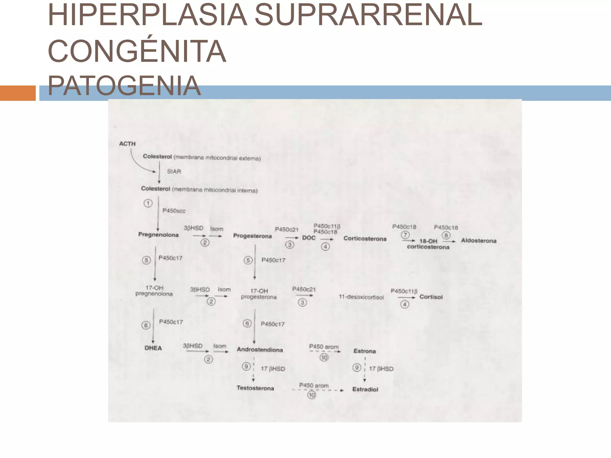 Hiperplasia suprarrenal congénita | PPTX