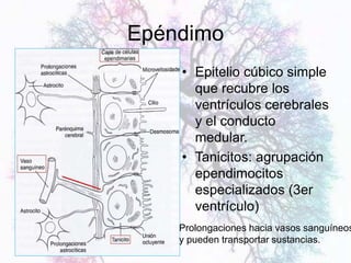 Hipertensión craneal, Hidrocefalia. | PPTX