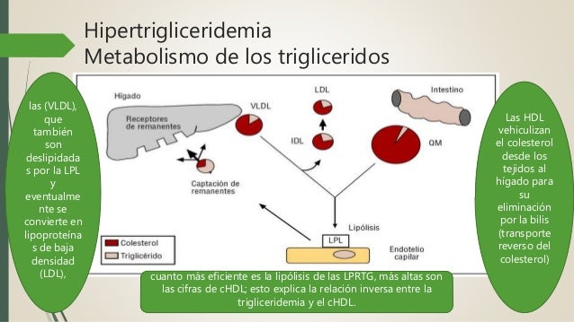 Hipertrigliceridemia y los fibratos
