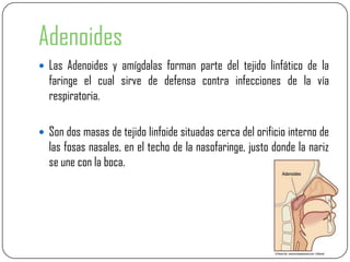 Anatomía De Los Adenoides