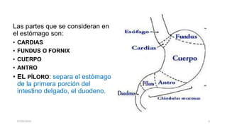 Hipertrofia del piloro | PPTX