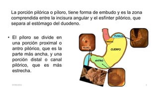 Hipertrofia del piloro | PPTX