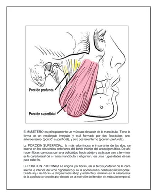 HIPERTROFIA MASETERINA. | DOCX