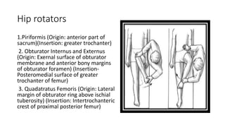 Hip exercise | PPTX