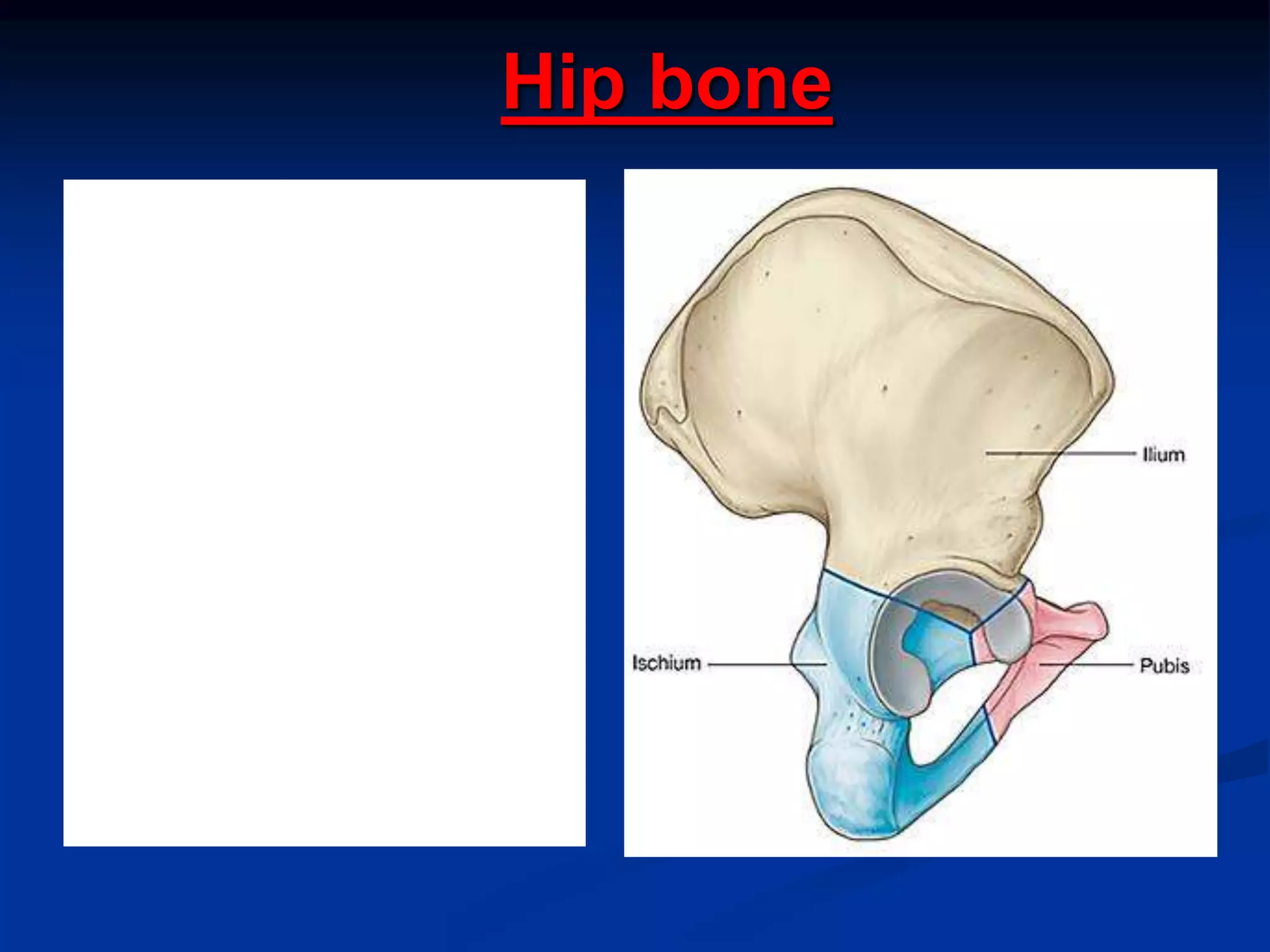 Hip, femur anatomy, Dr.sabreen mahmoud | PPTX