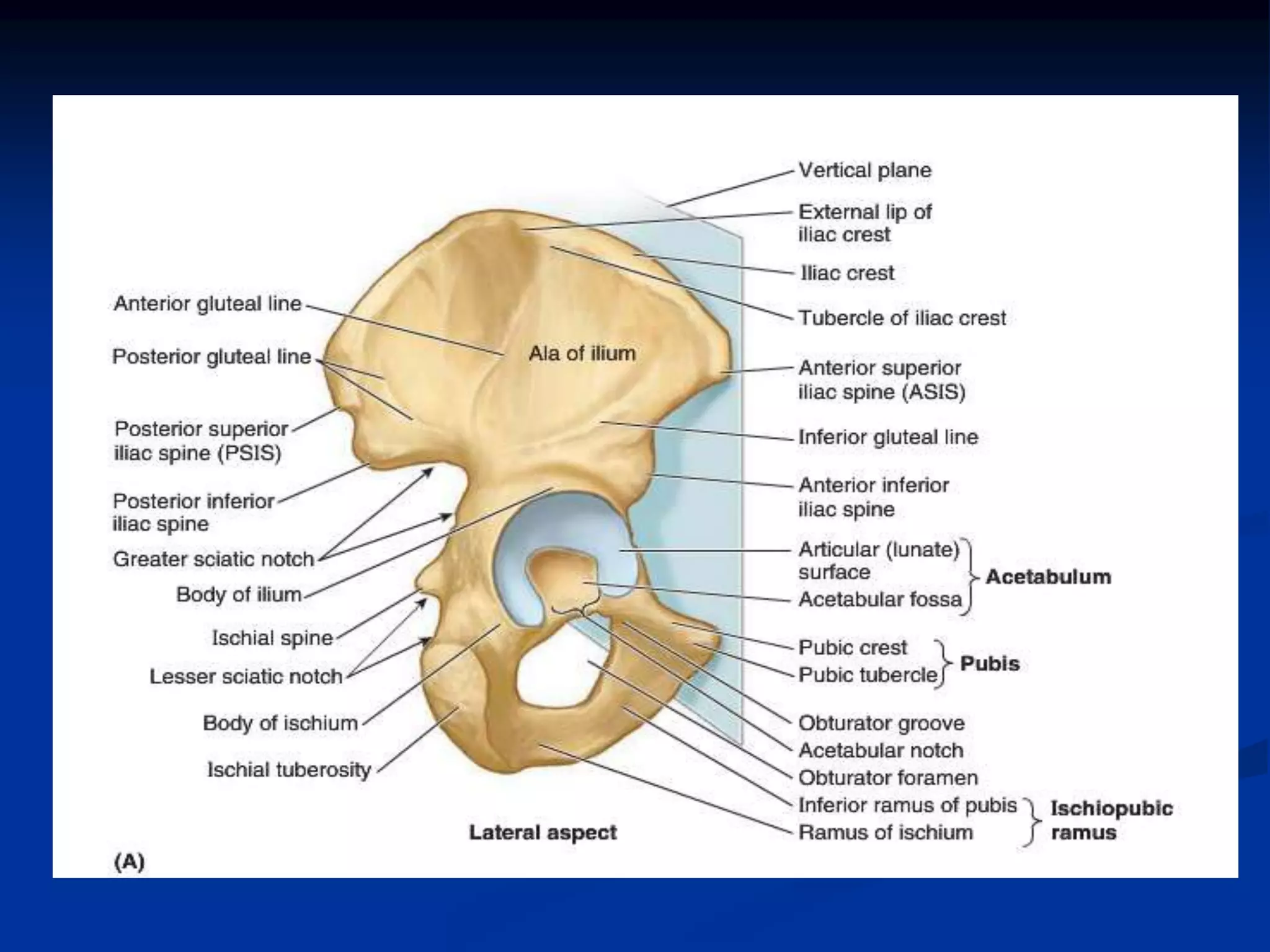 Hip, femur anatomy, Dr.sabreen mahmoud | PPTX