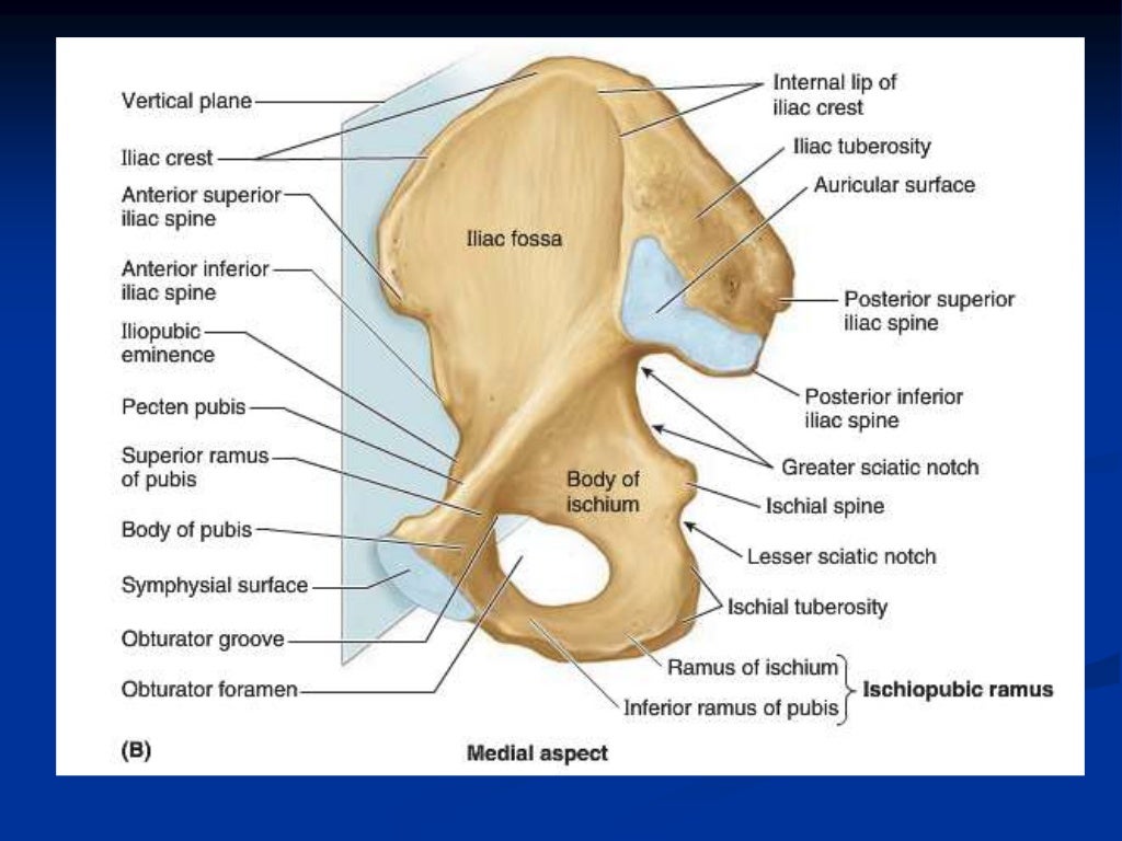 Hip, femur anatomy, Dr.sabreen mahmoud