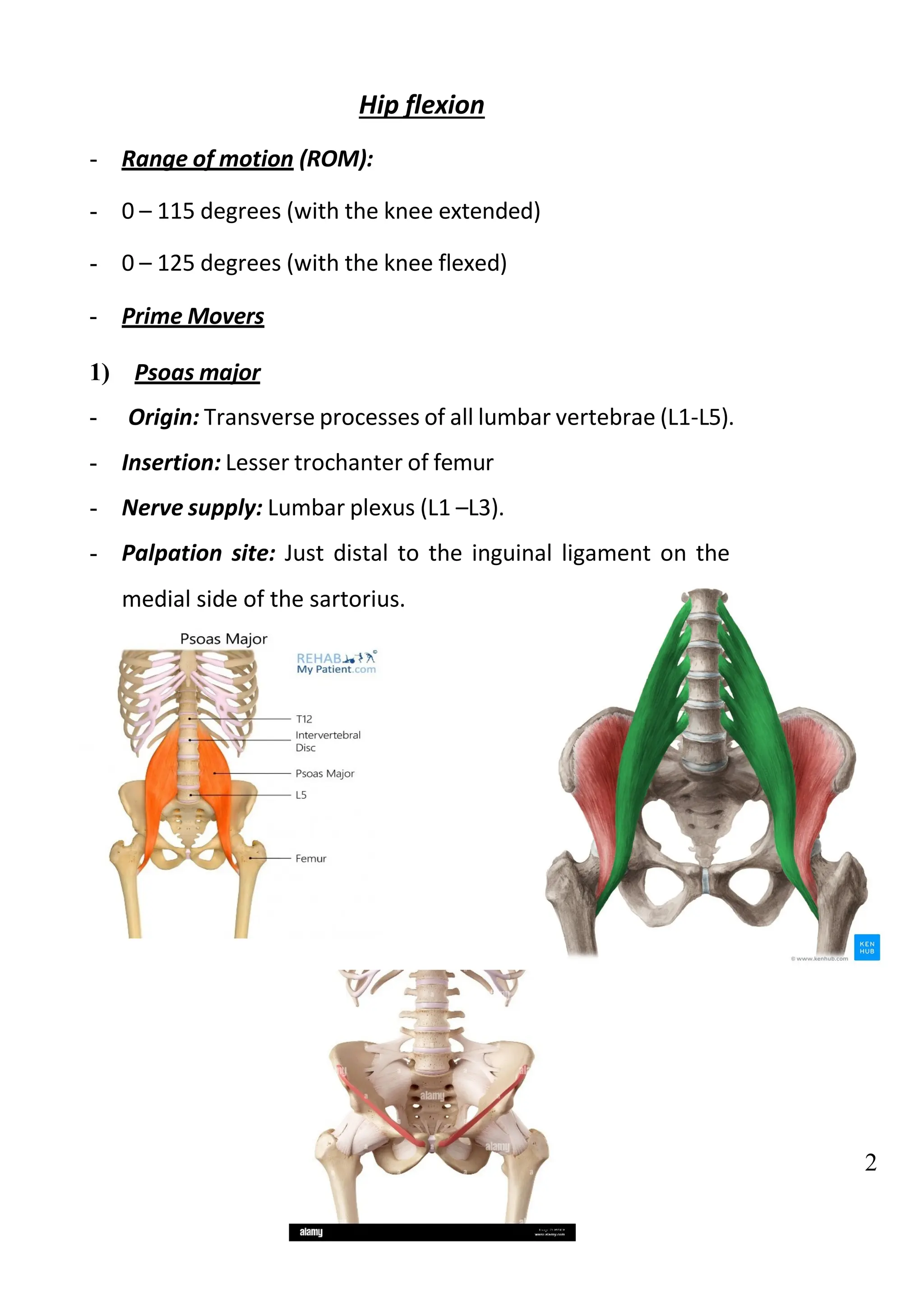 HIP flex ext abd manual MUSCLE TESTING.pdf
