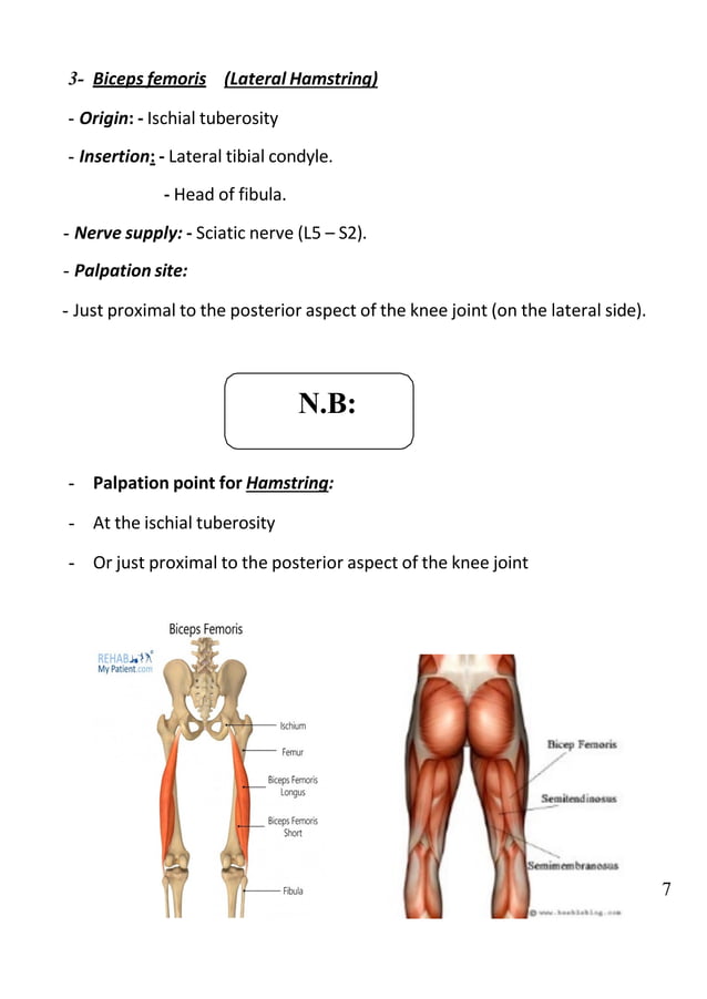 HIP flex ext abd manual MUSCLE TESTING.pdf