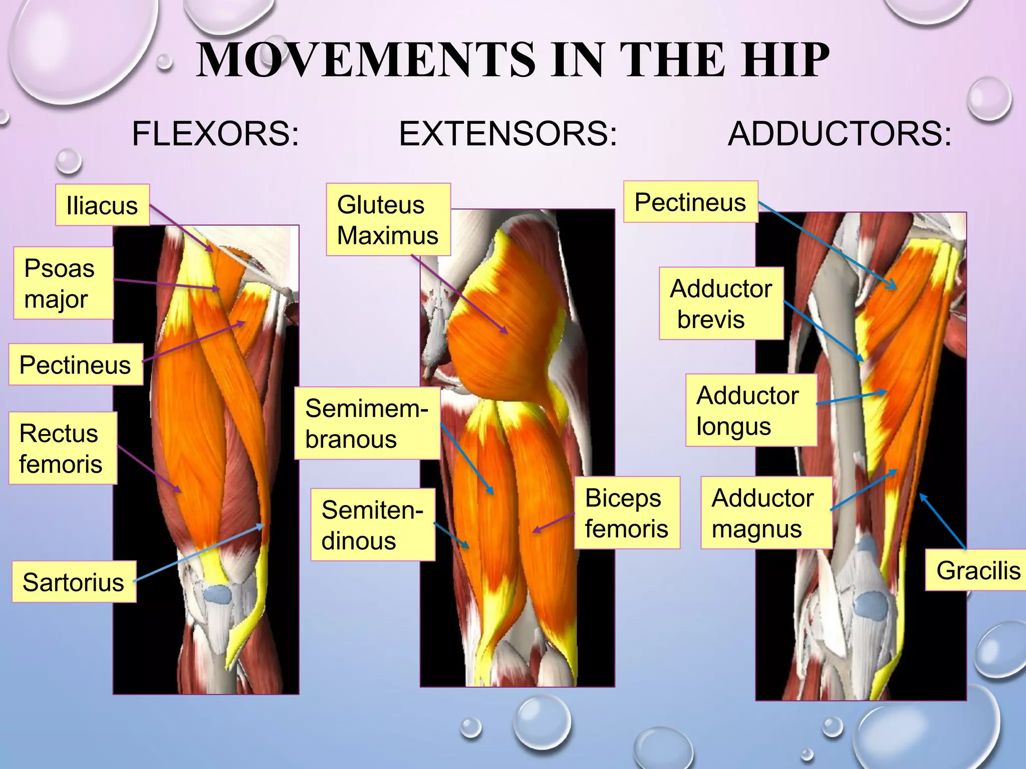 Hip girdle from anatomy to orthopedics | PDF