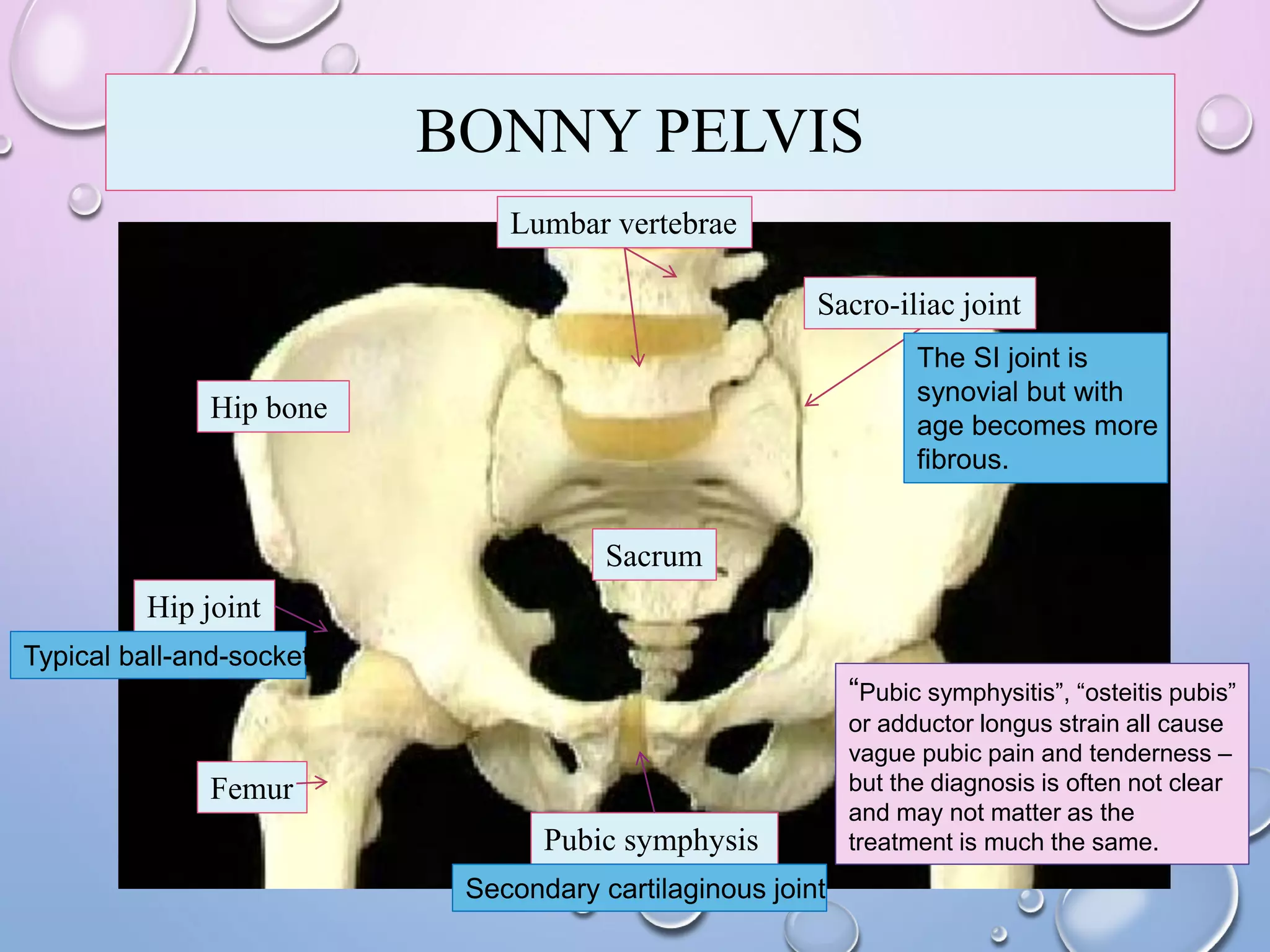 Hip girdle from anatomy to orthopedics | PDF