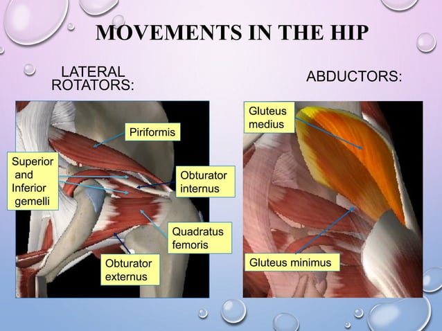 Hip girdle from anatomy to orthopedics | PDF