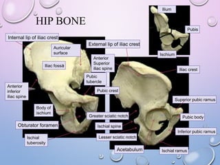 Internal Lip Of Iliac Crest