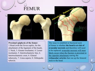 Línea Glútea Del Fémur