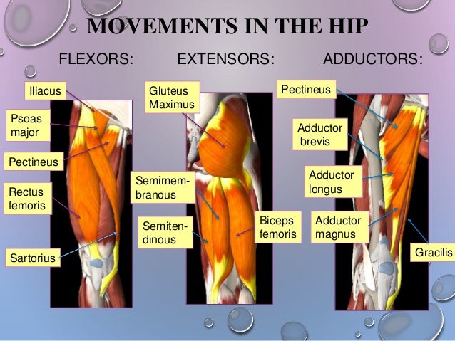 Hip girdle from anatomy to orthopedics