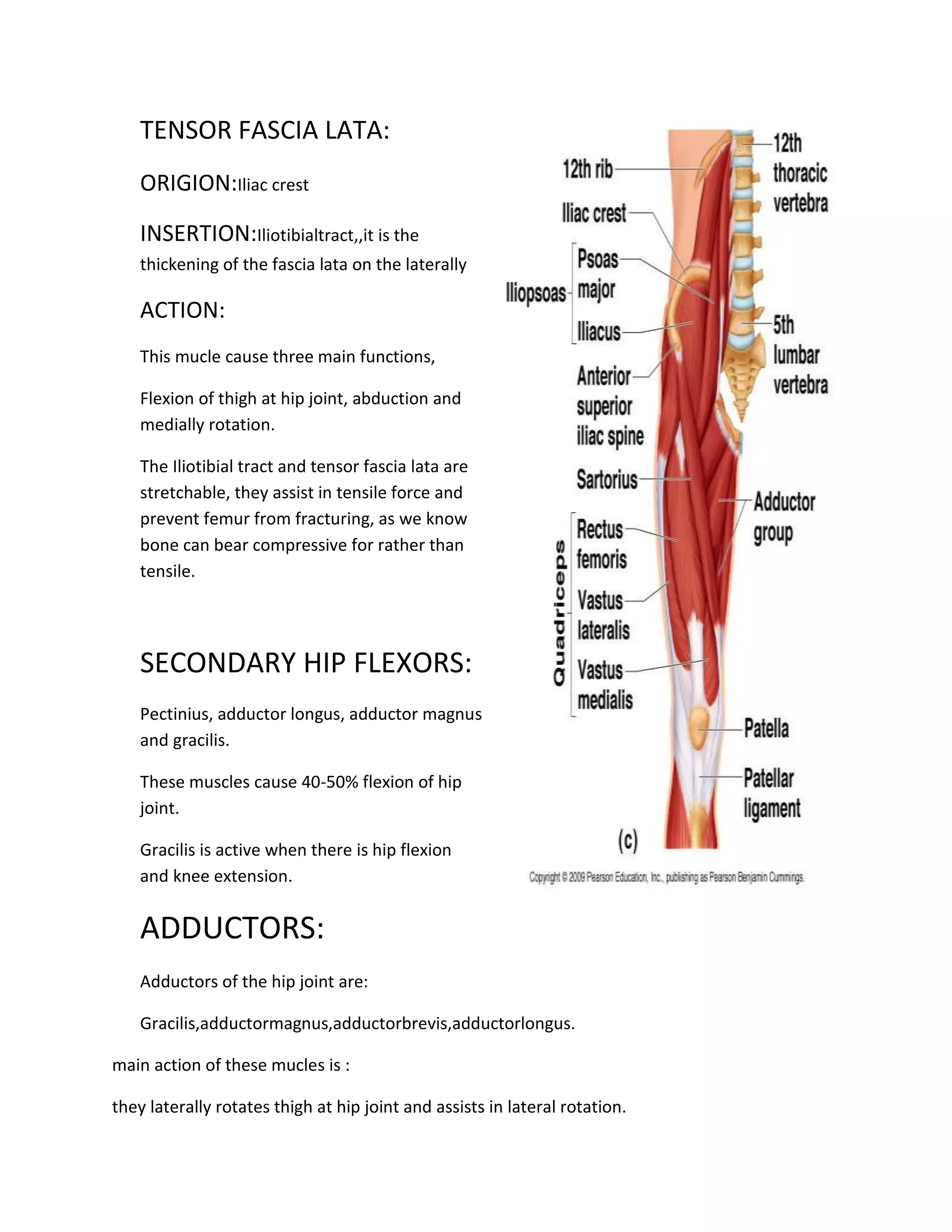 Hip joint (biomechanics) | DOCX