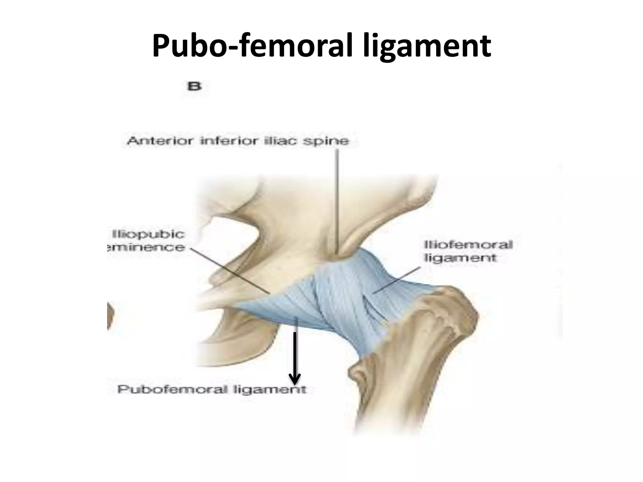 Hip joint | PPTX