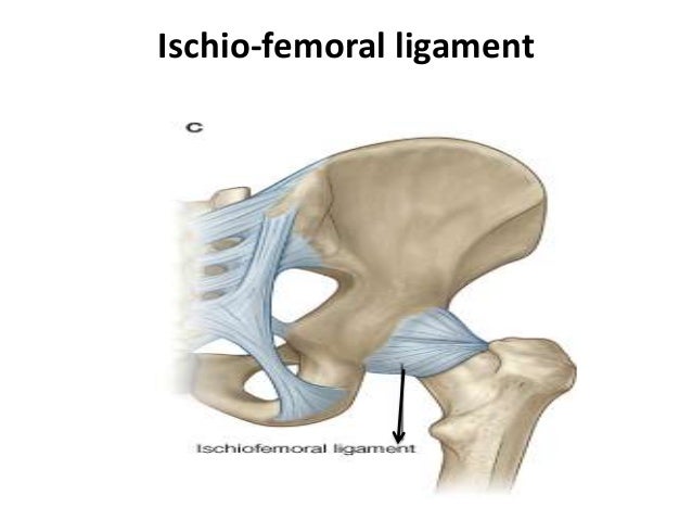 Hip joint