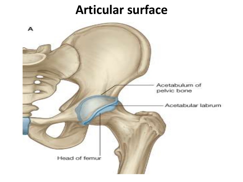 Hip Joint hip-joint