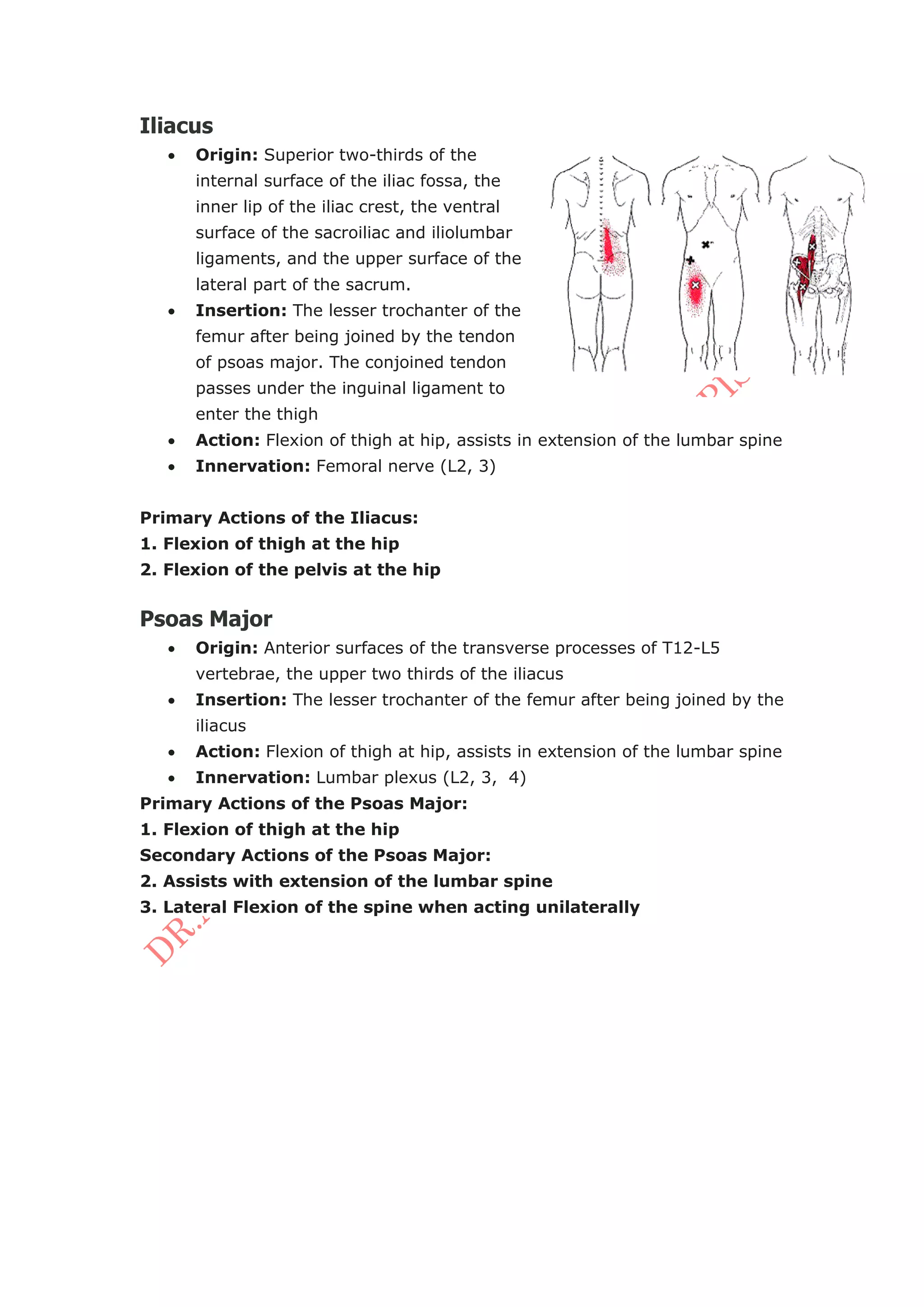 Hip joint | PDF