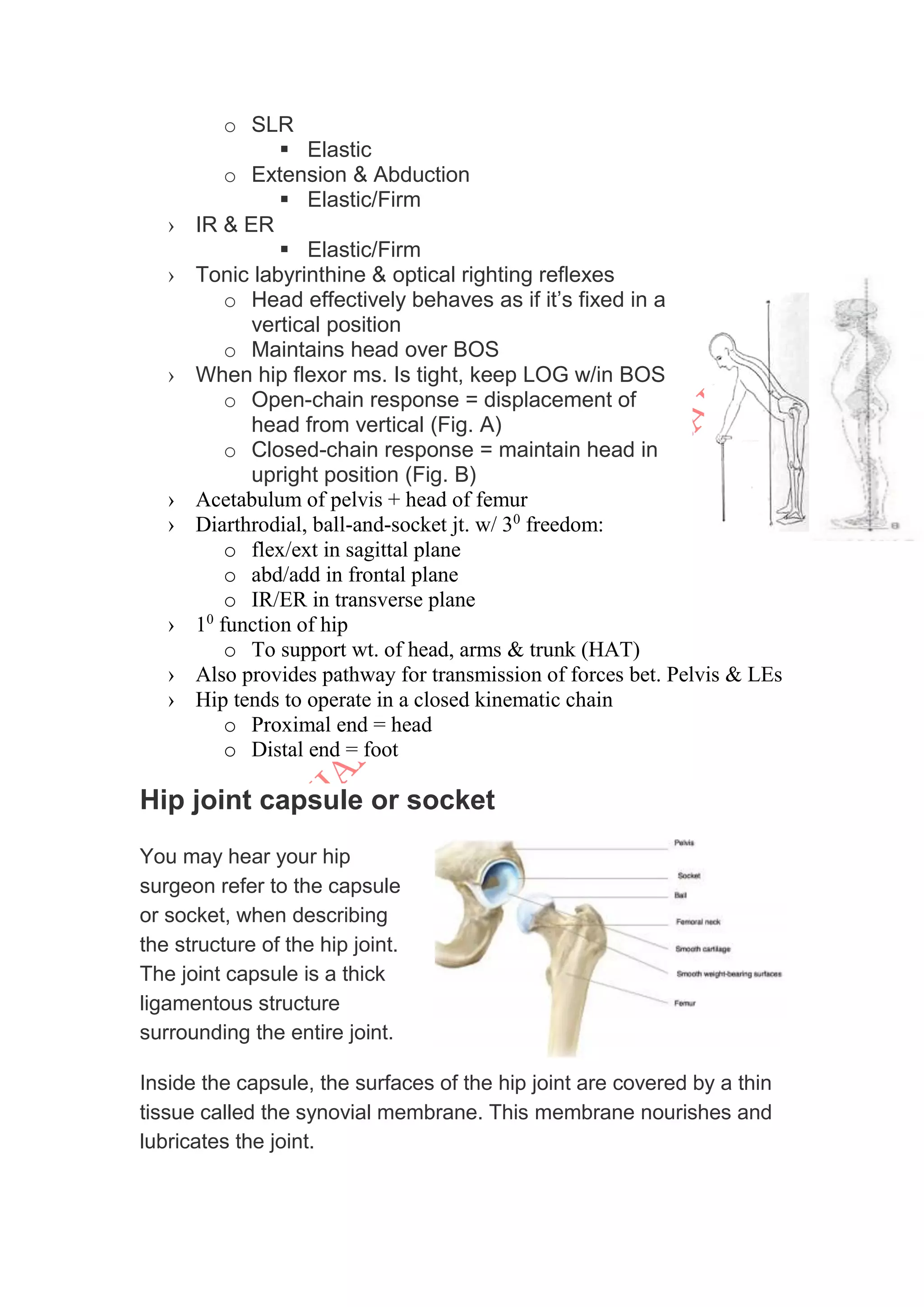 Hip joint | PDF | Death, Injury, or Military Conflict | Sensitive Topics