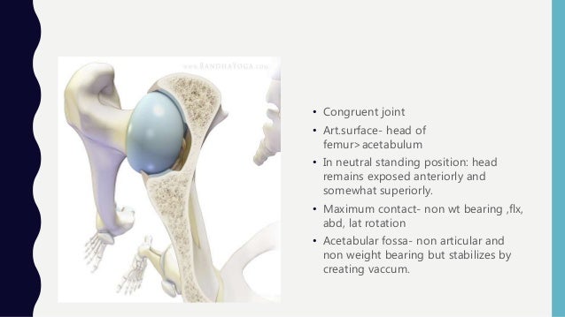 Hip joint
