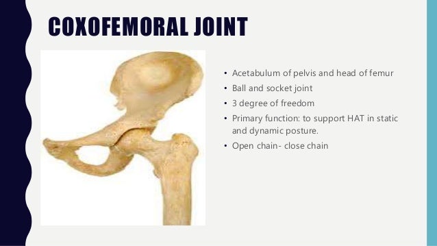 Hip joint