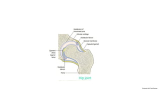 Hip joint | PDF