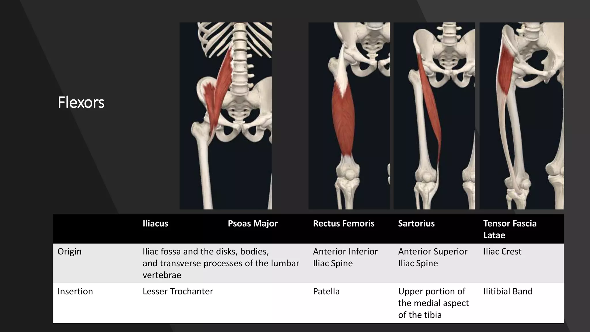 Hip Joint Biomechanics | PPTX