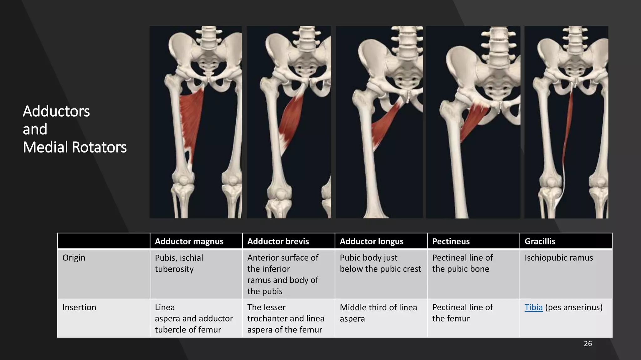 Hip Joint Biomechanics | PPTX