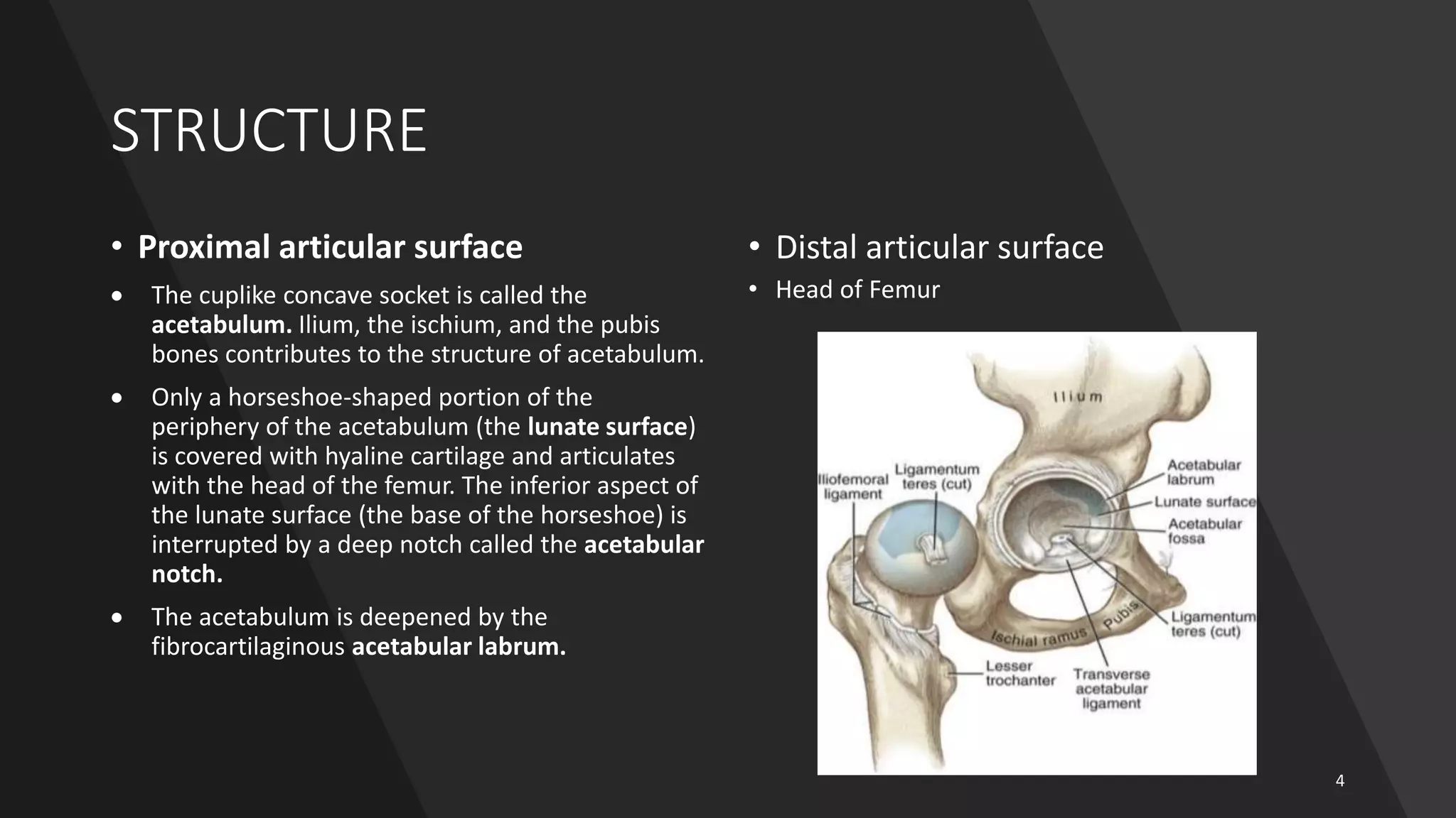 Hip Joint Biomechanics | PPTX