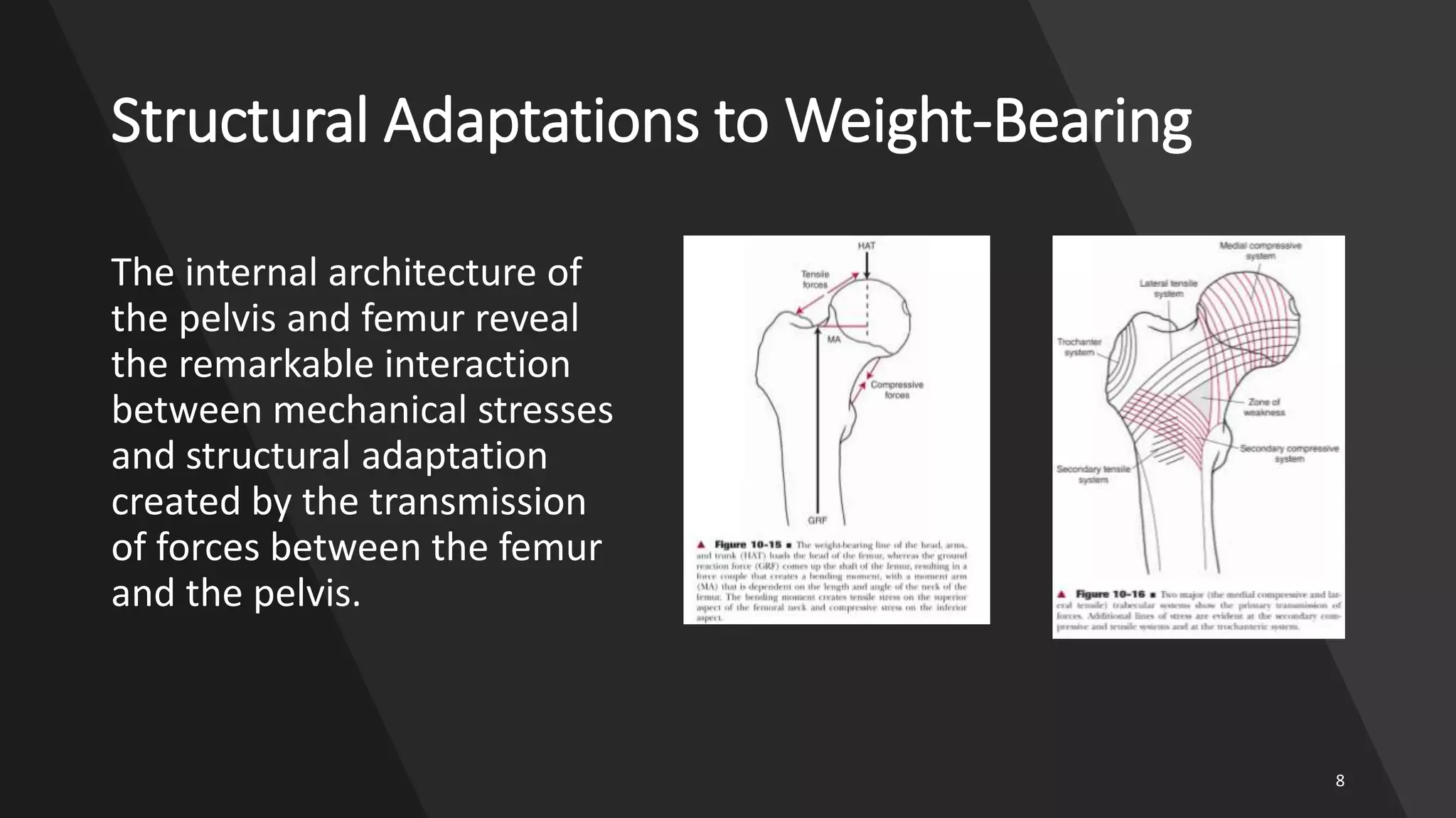 Hip Joint Biomechanics | PPTX