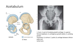 Hip Joint.pptx