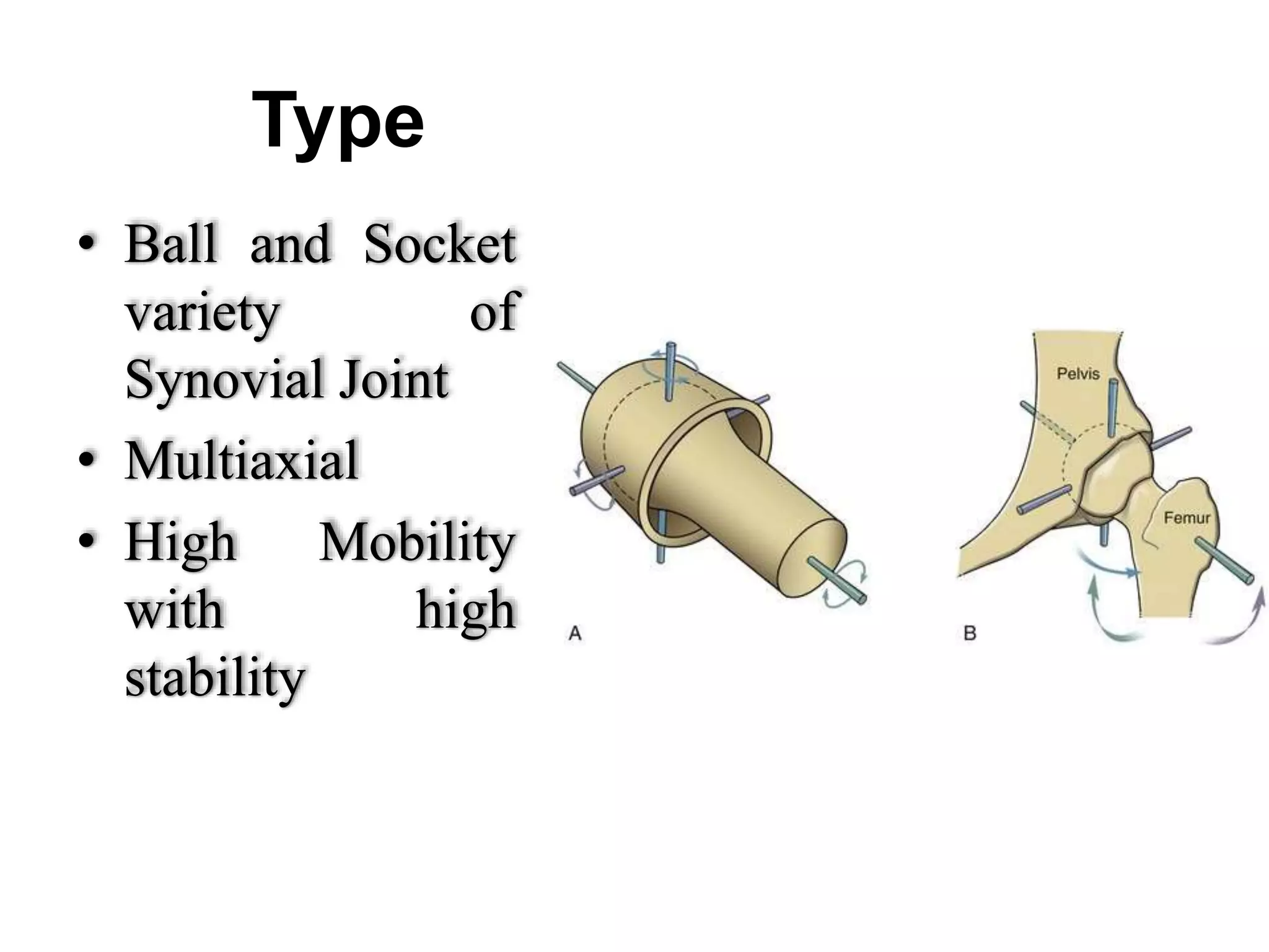 Hip Joint.pptx