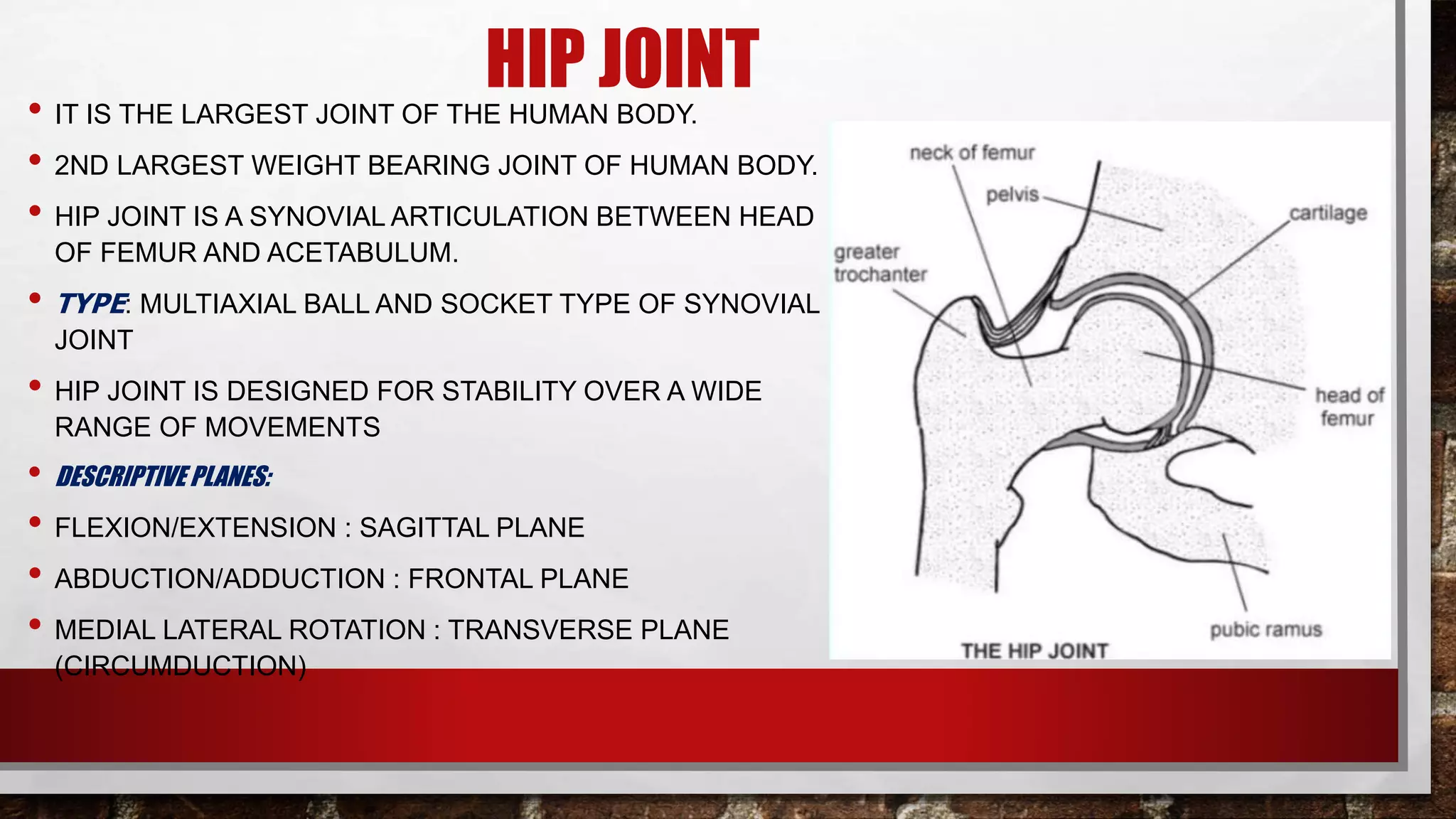 hip joint.pptx